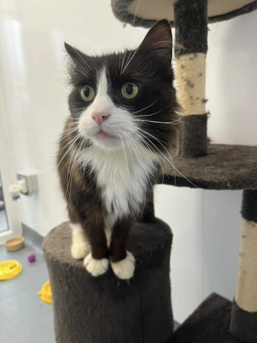 Cats Protection North Wales Cat Centre
