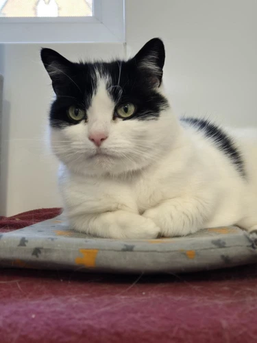 Cats Protection North Wales Cat Centre