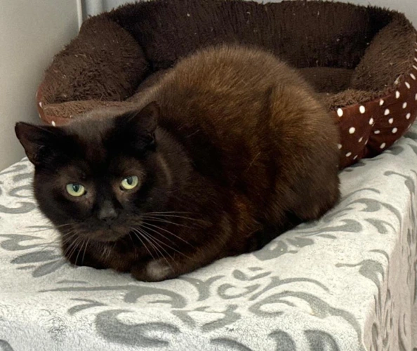 Cats Protection Leeds Cat Centre