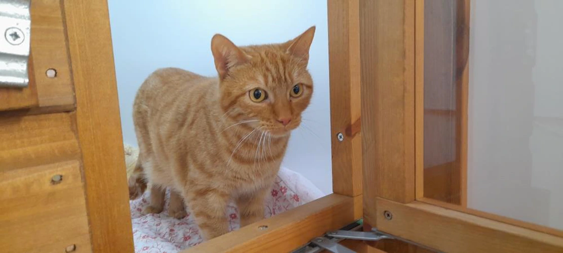 Cats Protection Arbroath & Central Angus Branch