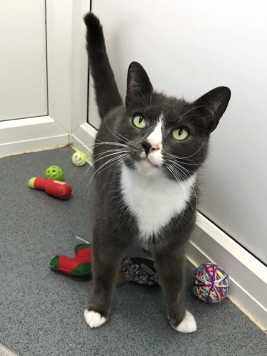 Cats Protection Tyneside Cat Centre
