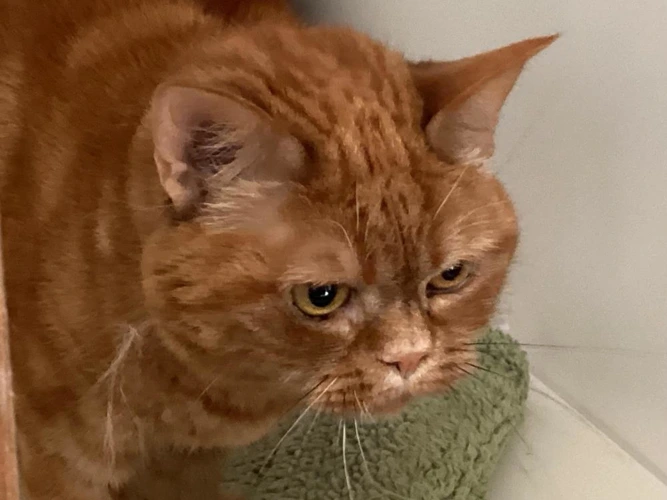 Cats Protection Basingstoke & District Branch