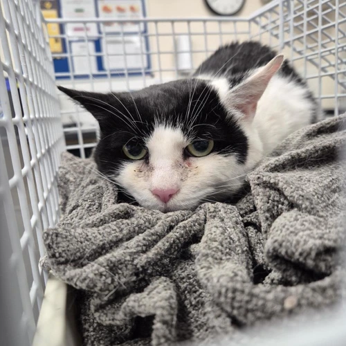Cats Protection Tyneside Cat Centre