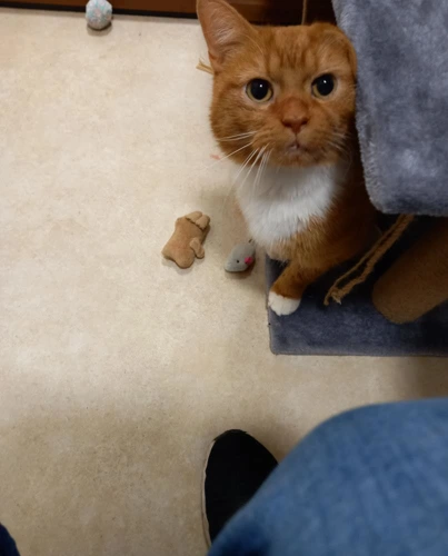 Cats Protection Glasgow Branch