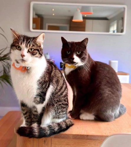 Cats Protection Aberdeen Branch