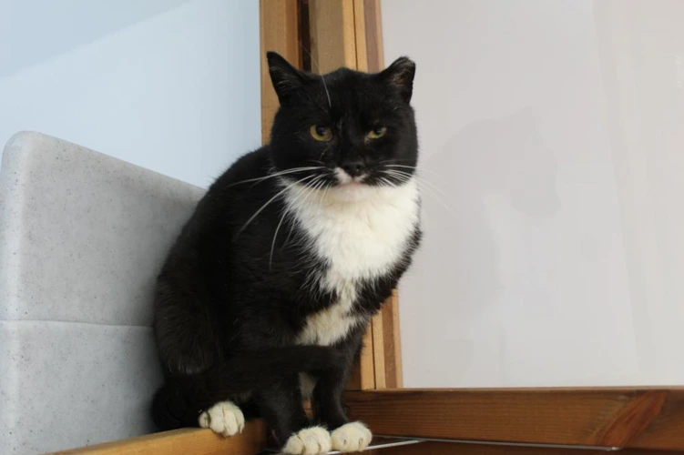 Cats Protection Arbroath & Central Angus Branch