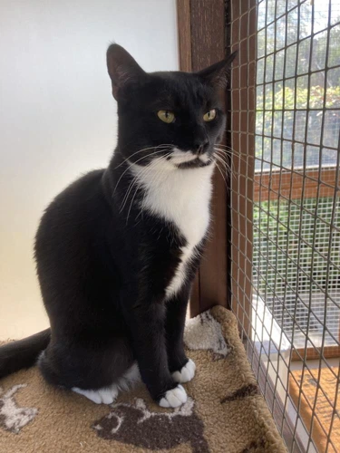 Cats Protection Andover & District Branch