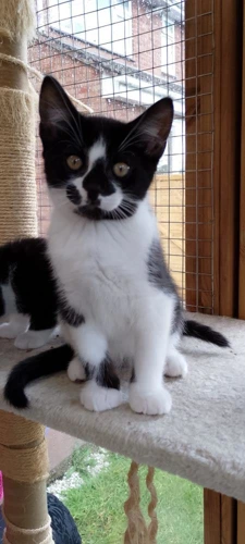 Cats Protection Stourbridge, Dudley & Wyre Forest Branch