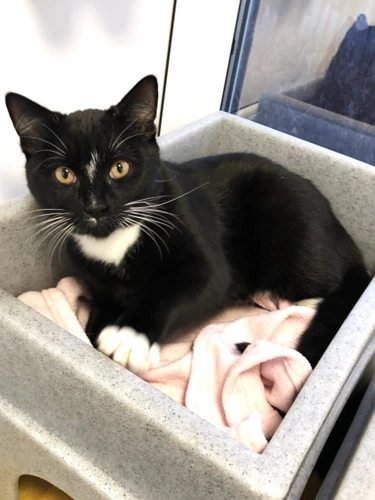 Cats Protection Tyneside Cat Centre