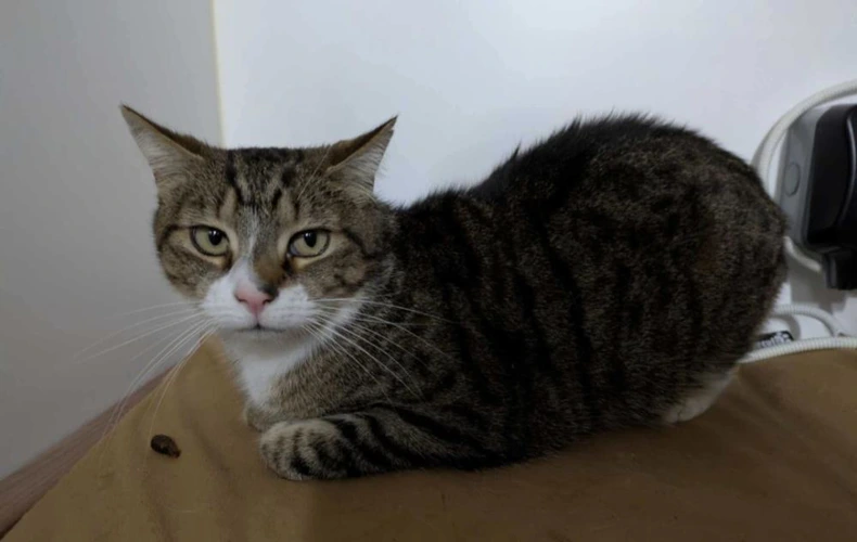 Cats Protection Frome & District Branch