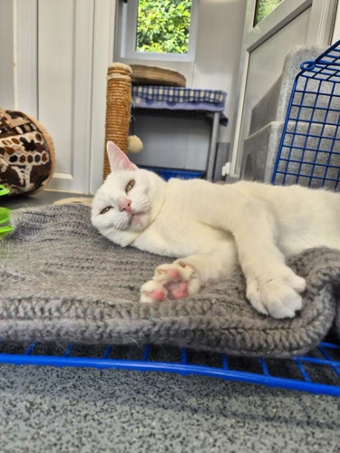 Cats Protection North Wales Cat Centre