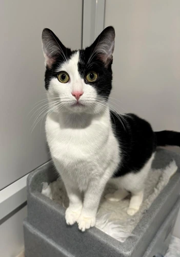 Cats Protection Leeds Cat Centre