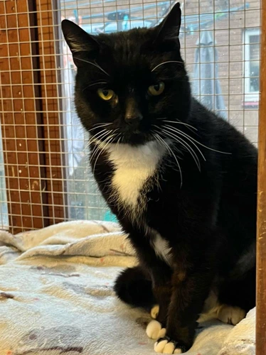 Cats Protection Glasgow Branch