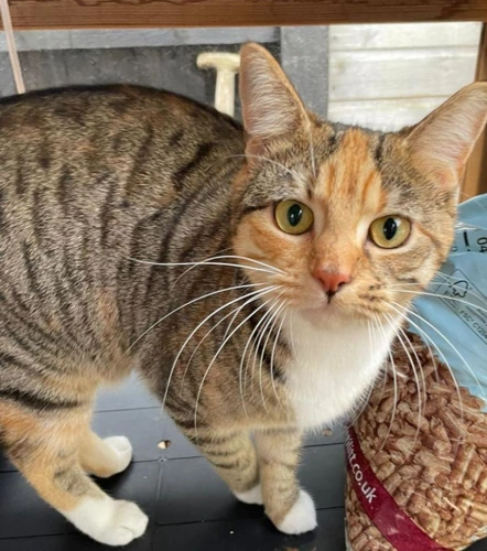 Cats Protection South Wirral Branch