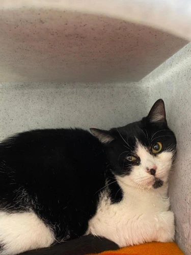 Cats Protection Stourbridge, Dudley & Wyre Forest Branch