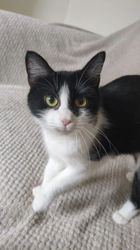 Cats Protection Halifax, Huddersfield & Wakefield Branch