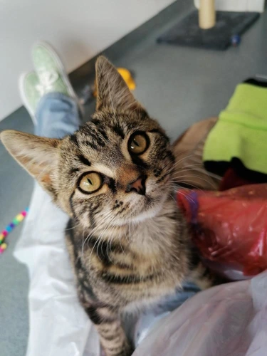 Cats Protection North Wales Cat Centre