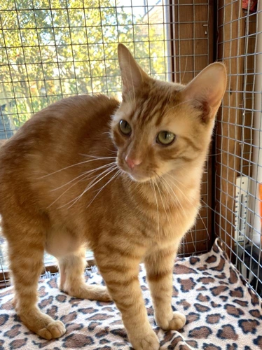 Cats Protection Crawley, Reigate & District Branch