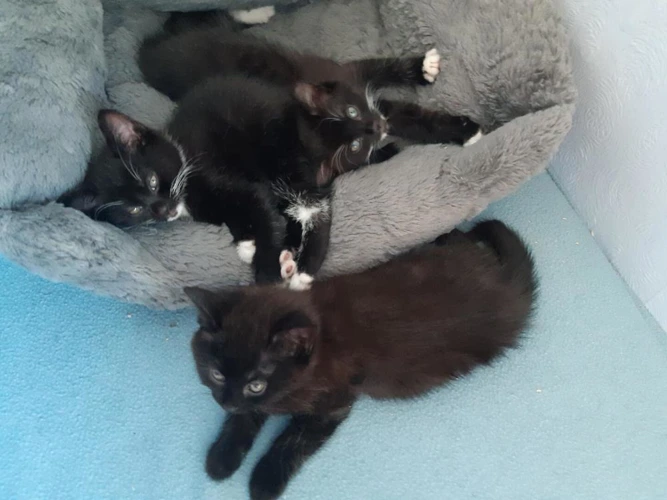 Cats Protection South Wirral Branch