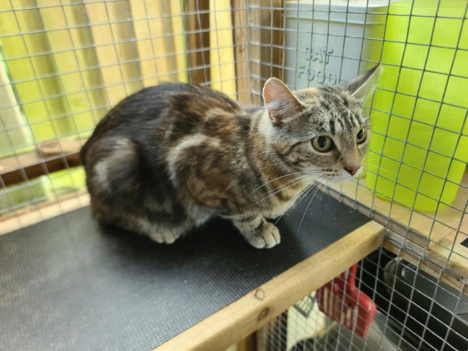 Cats Protection Crawley, Reigate & District Branch