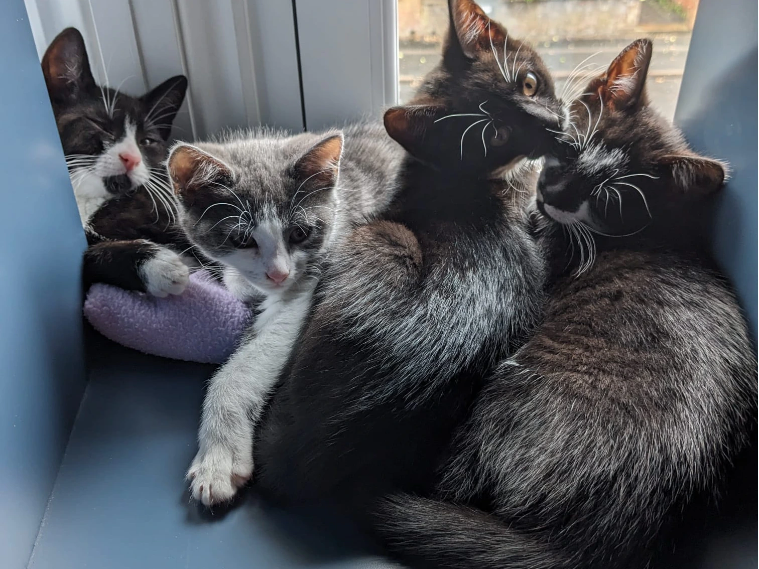 Cats Protection Milton Keynes & District Branch