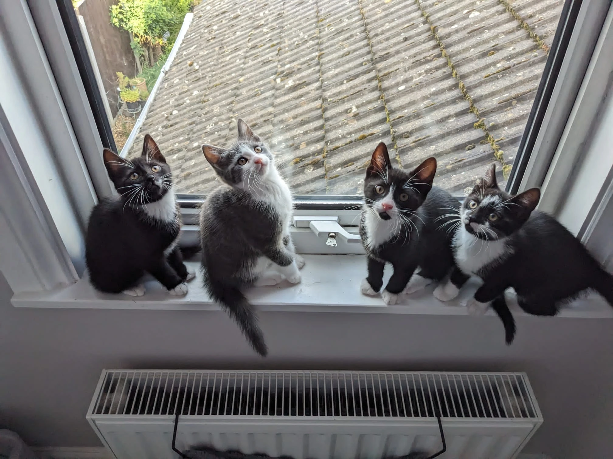 Cats Protection Milton Keynes & District Branch