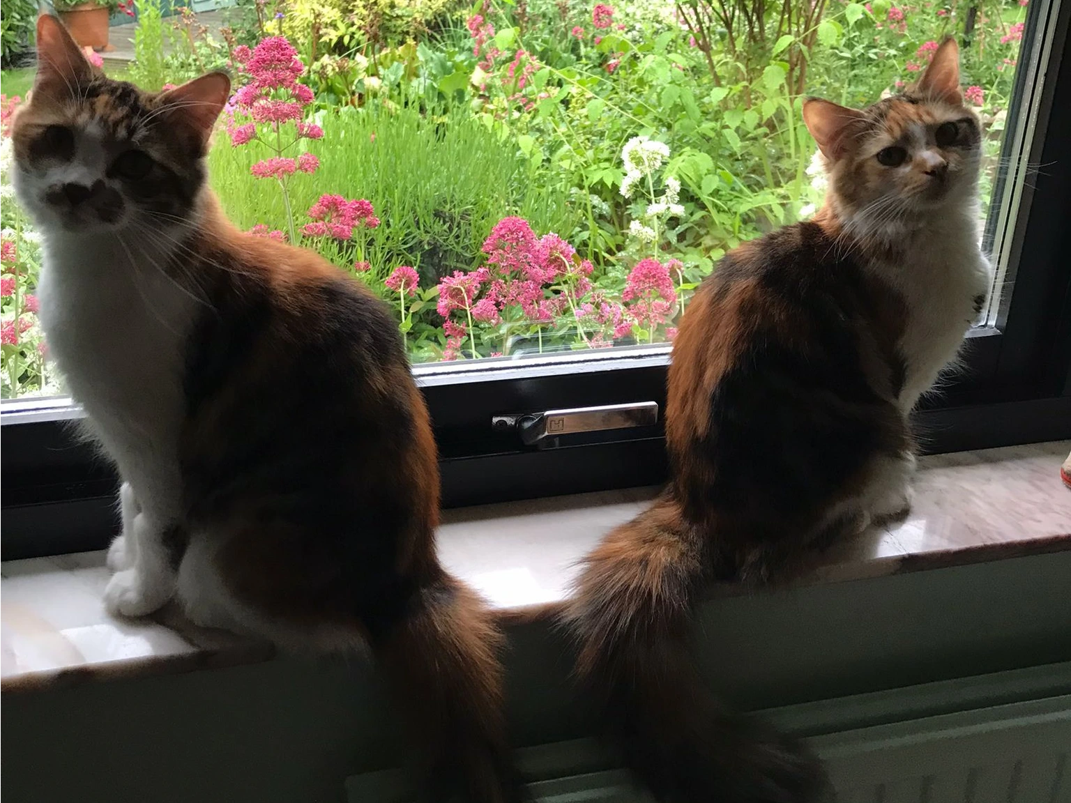 Cats Protection Milton Keynes & District Branch