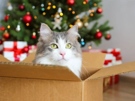 Cats Protection North Hertfordshire Branch