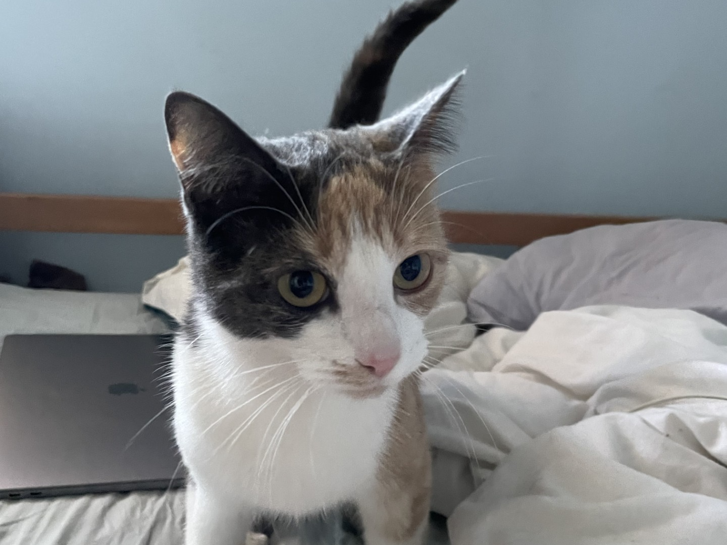 Cats Protection Manchester Branch