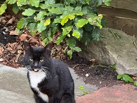 Cats Protection Manchester Branch