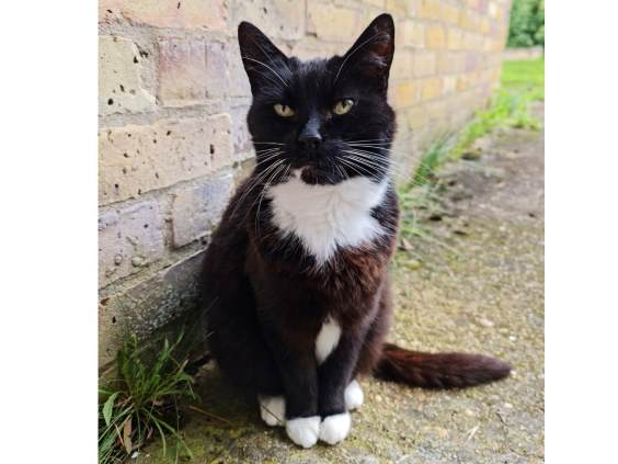 Cats Protection Cambridge Branch