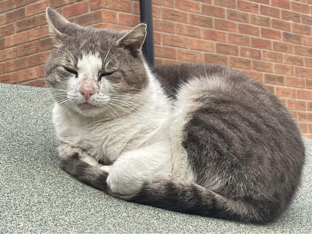 Cats Protection Manchester Branch