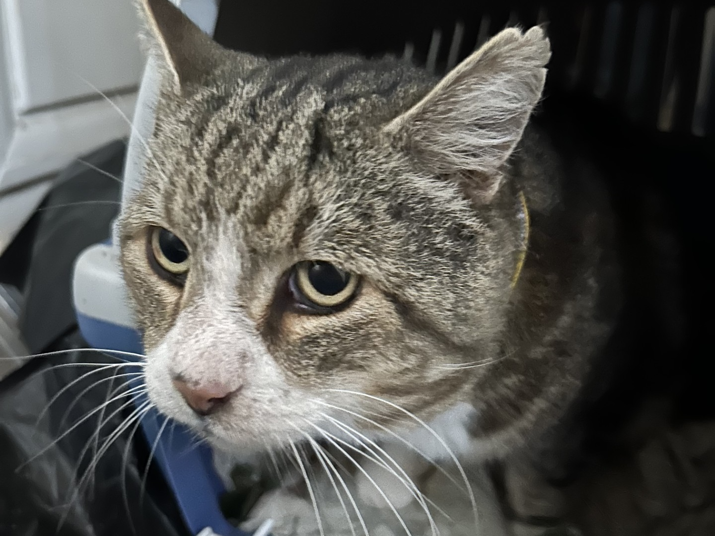 Cats Protection Worthing & District Branch