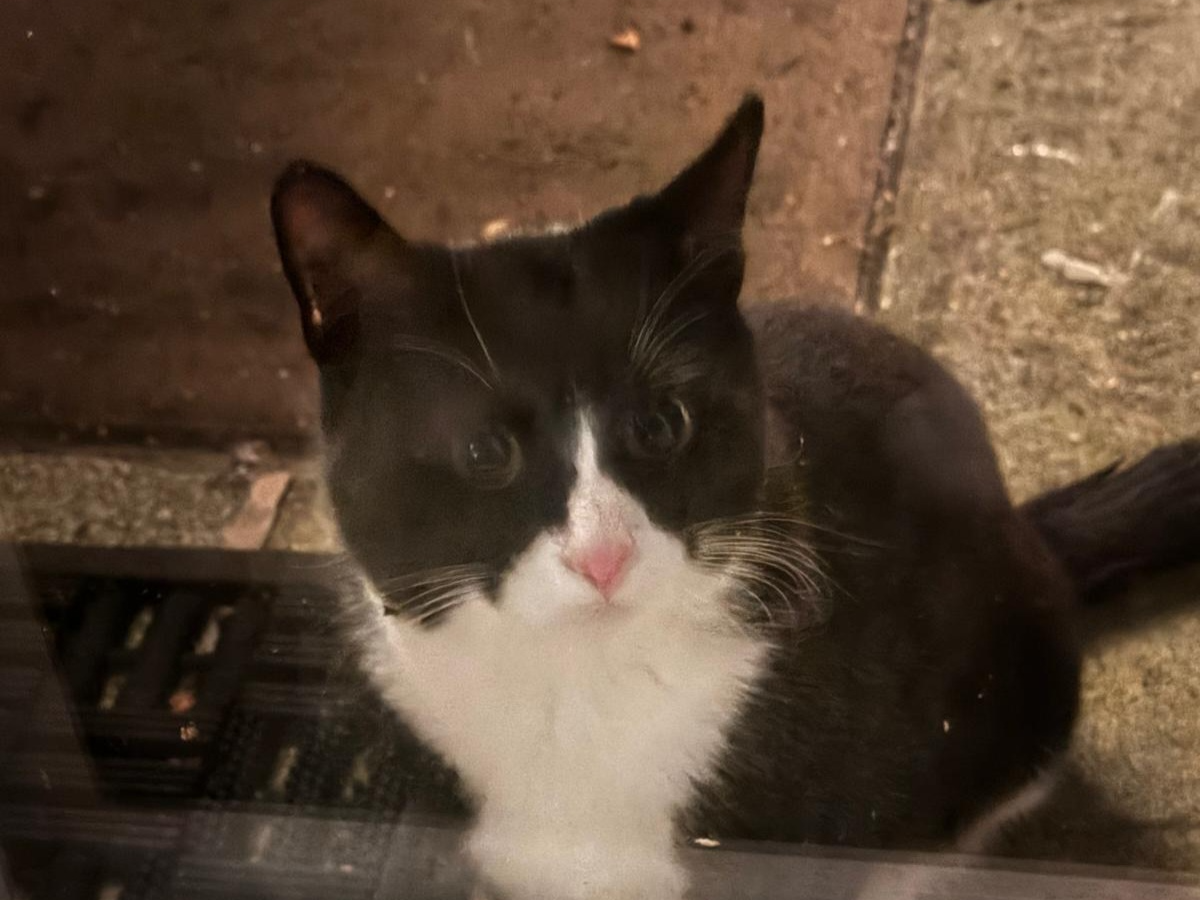 Cats Protection Manchester Branch