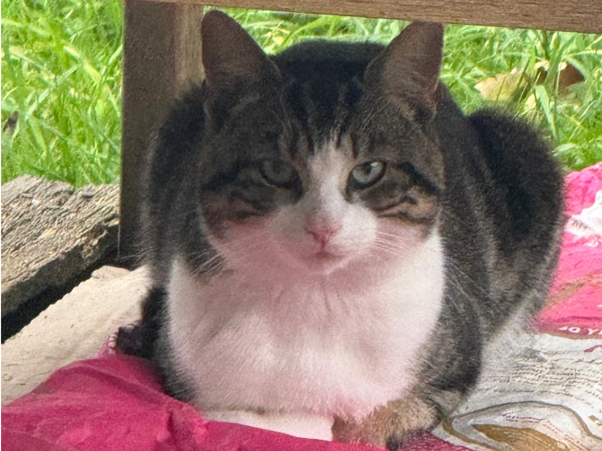 Cats Protection Manchester Branch