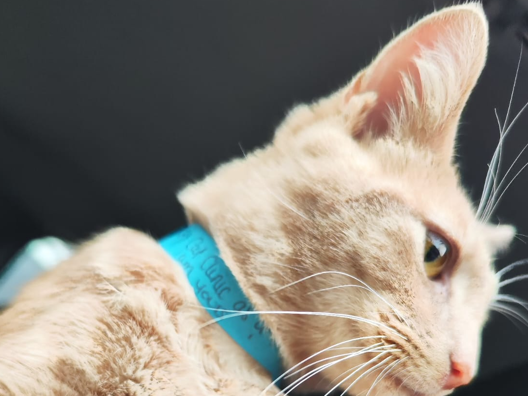 Cats Protection Manchester Branch