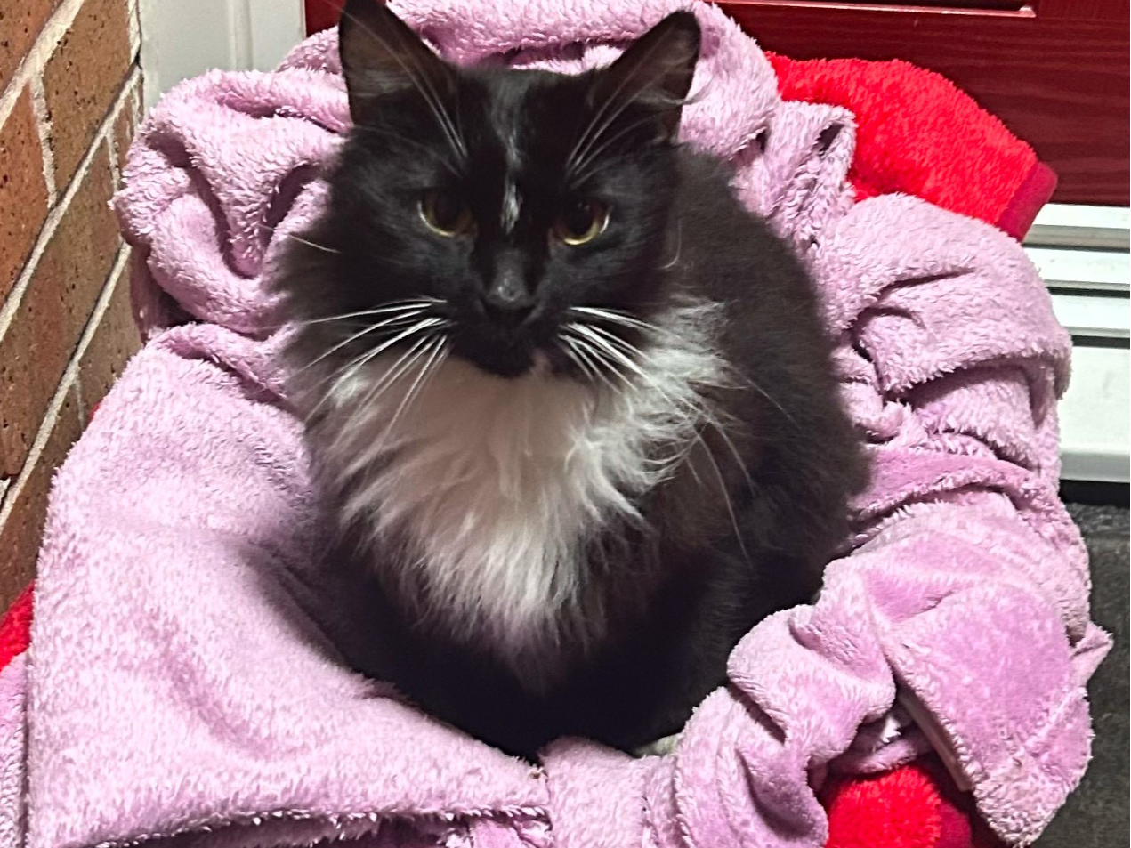 Cats Protection Manchester Branch