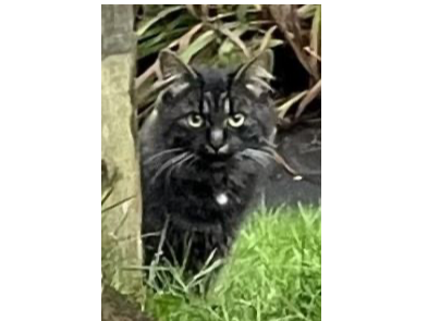 Cats Protection Hemel Hempstead & Berkhamsted