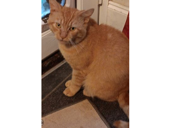 Cats Protection Hemel Hempstead & Berkhamsted