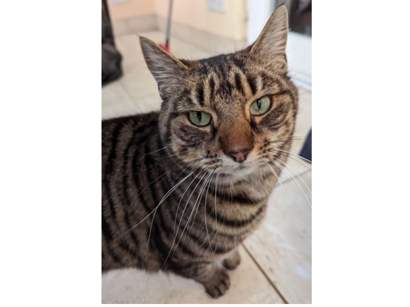 Cats Protection Hemel Hempstead & Berkhamsted