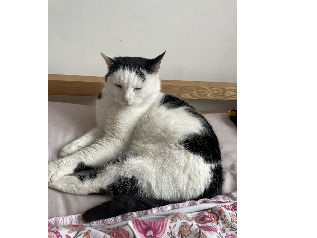 Cats Protection Derby & District Branch