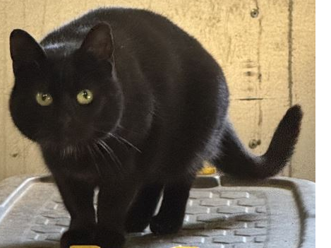 Cats Protection Hemel Hempstead & Berkhamsted