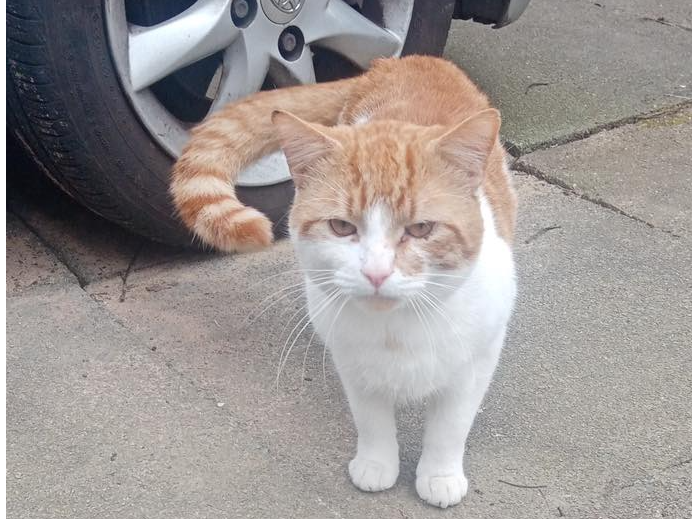 Cats Protection Manchester Branch