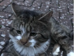 Cats Protection Cambridge Branch