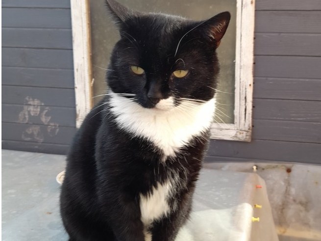 Cats Protection Anglia Coastal Branch