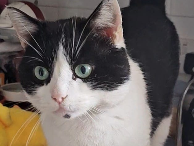 Cats Protection Anglia Coastal Branch