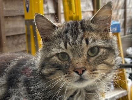 Cats Protection Derby & District Branch