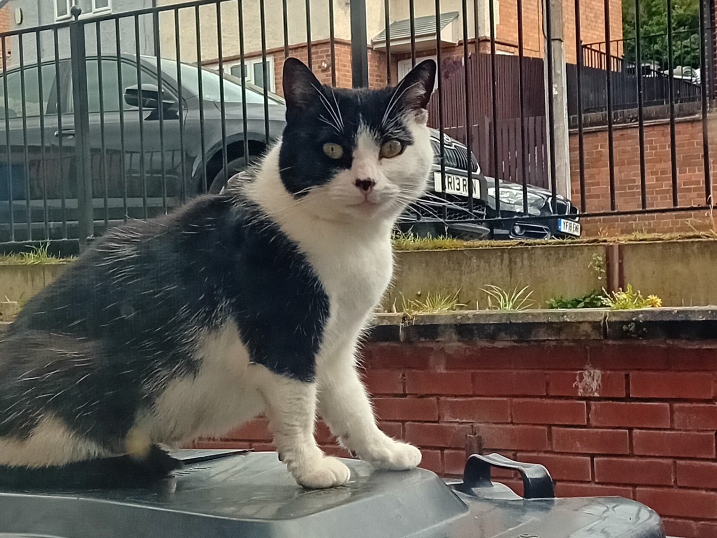 Cats Protection Derby & District Branch