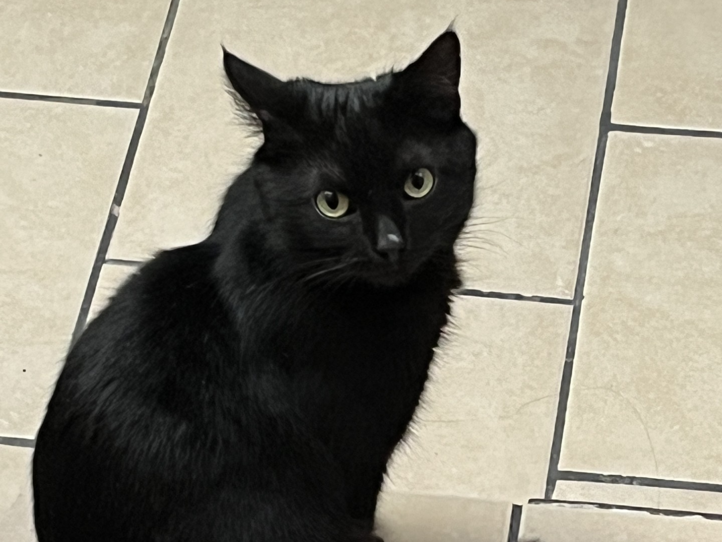 Cats Protection Derby & District Branch