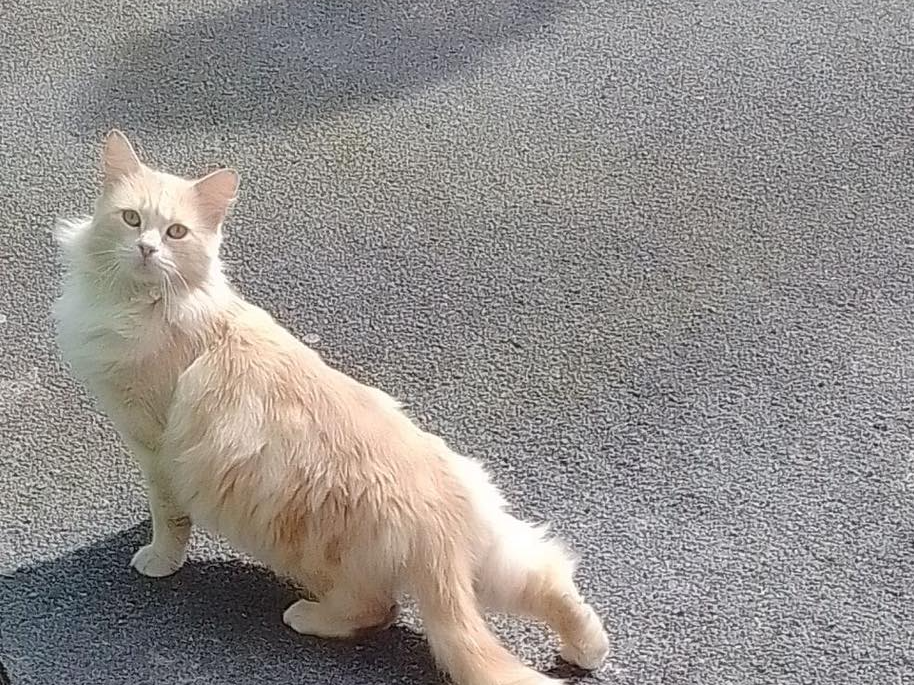 Cats Protection Manchester Branch